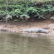 Costa Rica Mangrove Tour: Terraba National Wetlands - Uvita | GetYourGuide
