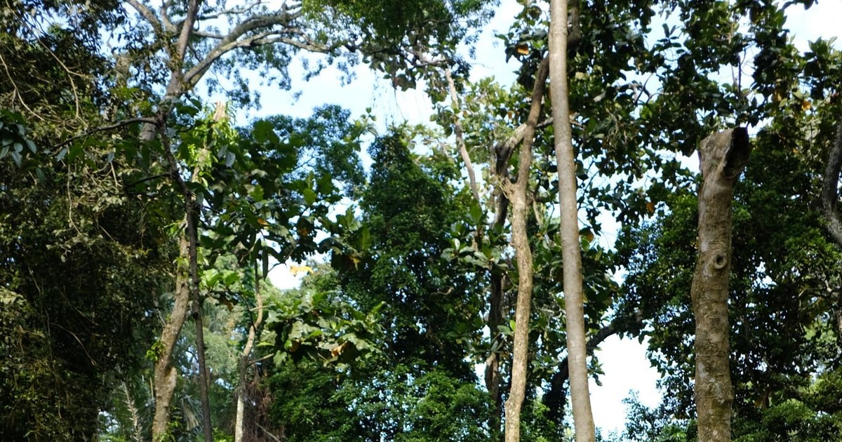 Ubud Adventure: Monkey Forest, Rice Terraces & Waterfalls | GetYourGuide