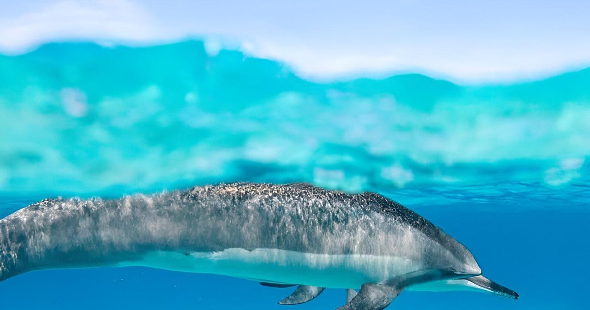 Mnemba Insel: Privates Schnorcheln Delfin & Schildkröten Aquarium ...