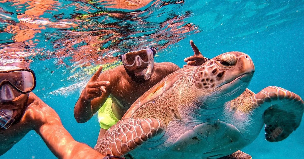 From Mindelo: São Vicente's Enchanting Sea Turtle Snorkeling | GetYourGuide