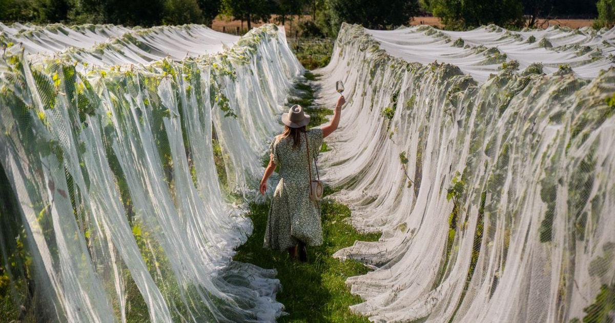 Nelson: Wine Tour with Tastings and Lunch | GetYourGuide