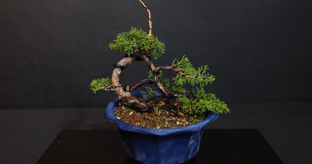 Workshop bonsají ve španělštině v japonské Shibuyi | GetYourGuide