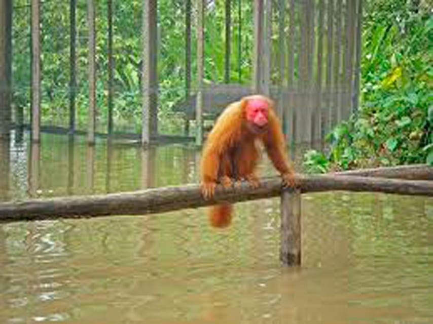 monkey island private tour | GetYourGuide