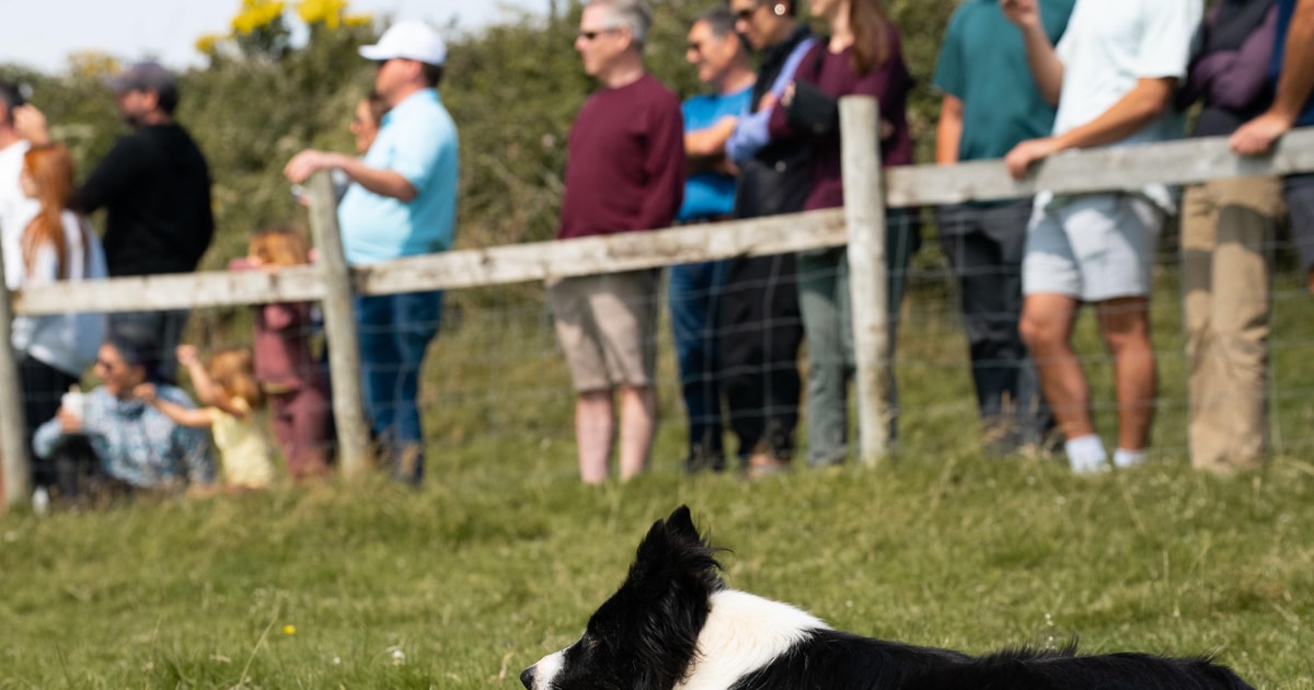 Dingle: Private Sheepdog Show, Beehive Huts & Petting Farm | GetYourGuide