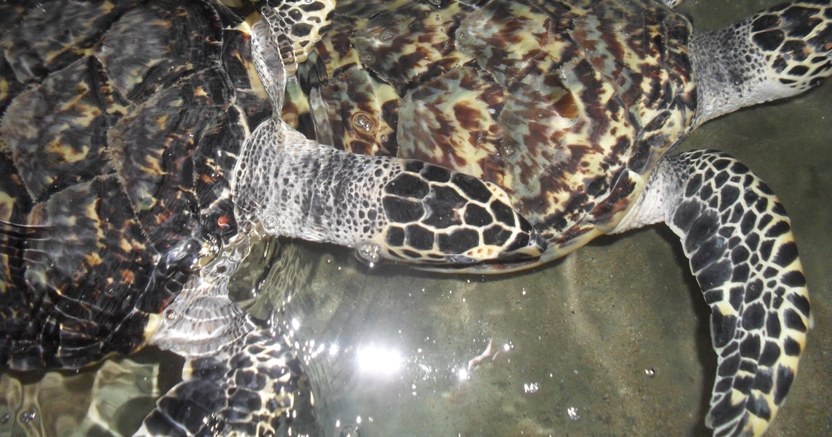 A day tour from Colombo to Galle and wildlife experience | GetYourGuide