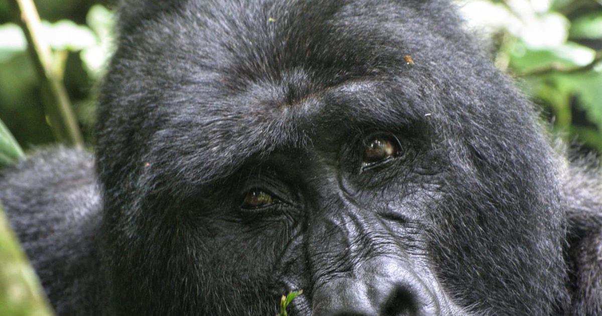Uganda: 3 Days Gorilla tracking and Batwa cultural walk | GetYourGuide