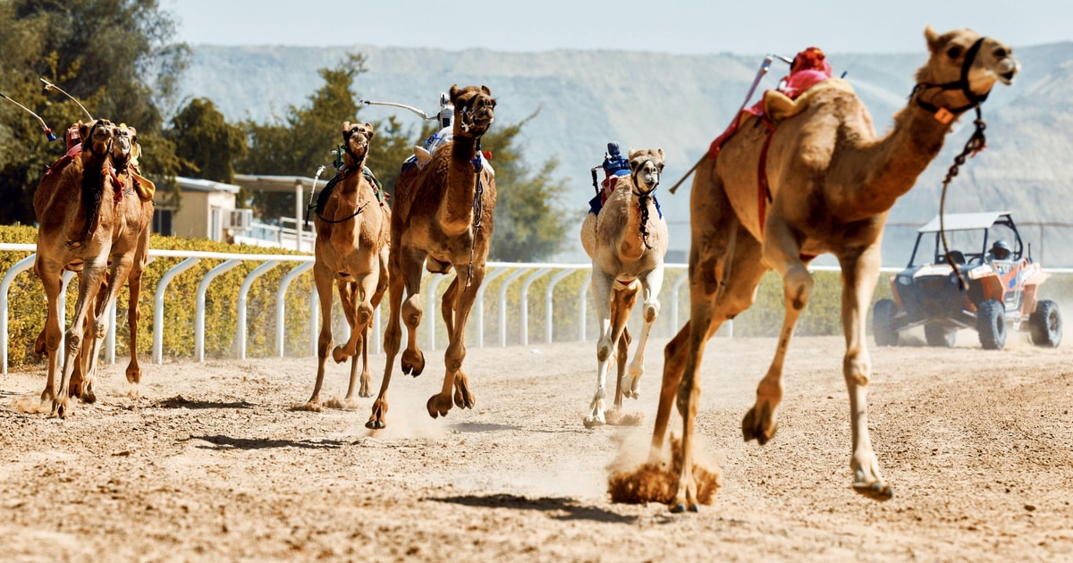 Carrera de camellos en Dubai con asientos preferentes y corto paseo en ...
