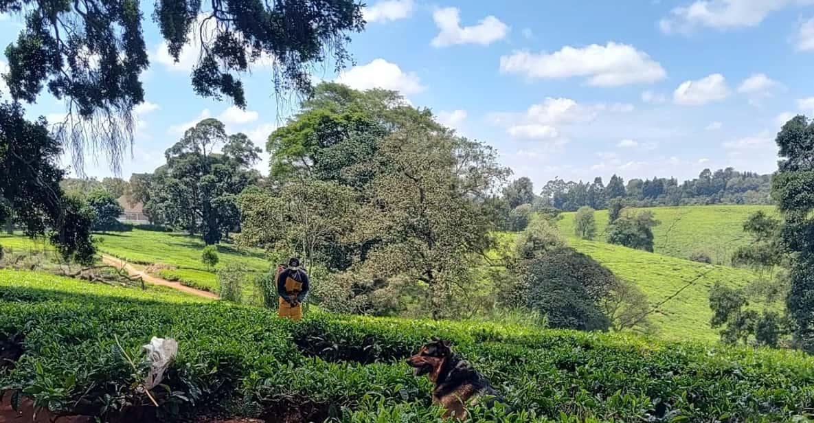 From Nairobi: Kiambethu Tea Farm Private Day Tour | GetYourGuide