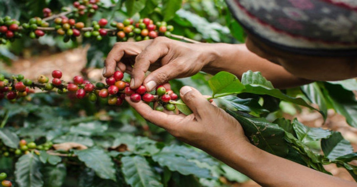 Coffee Farm Tour (Fairview) | GetYourGuide