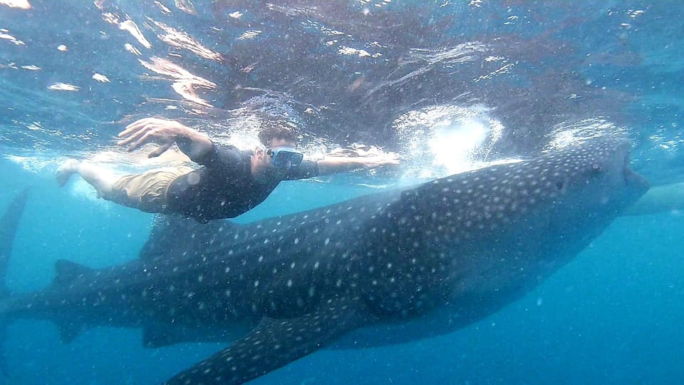 Cebu: Whale Shark Swim and Kawasan Canyoneering Group Tour | GetYourGuide