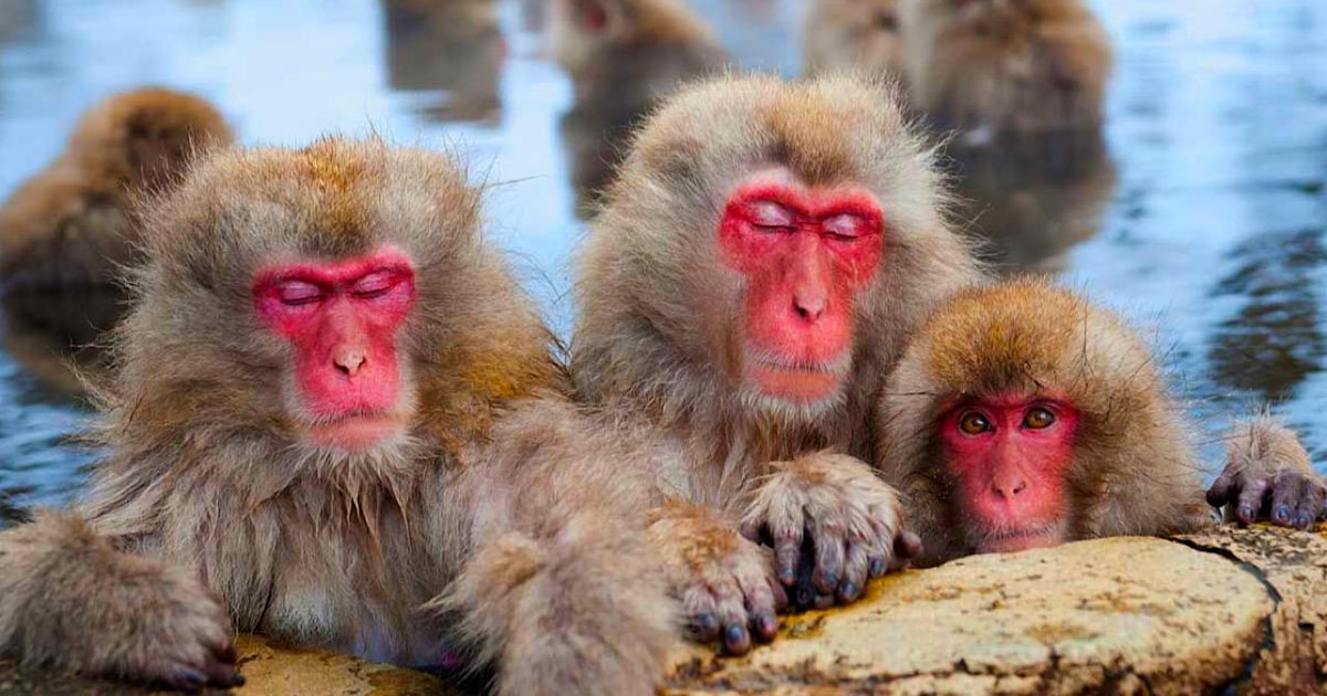 Excursie de o zi cu Nagano Snow Monkey Park și templul Zenkoji ...