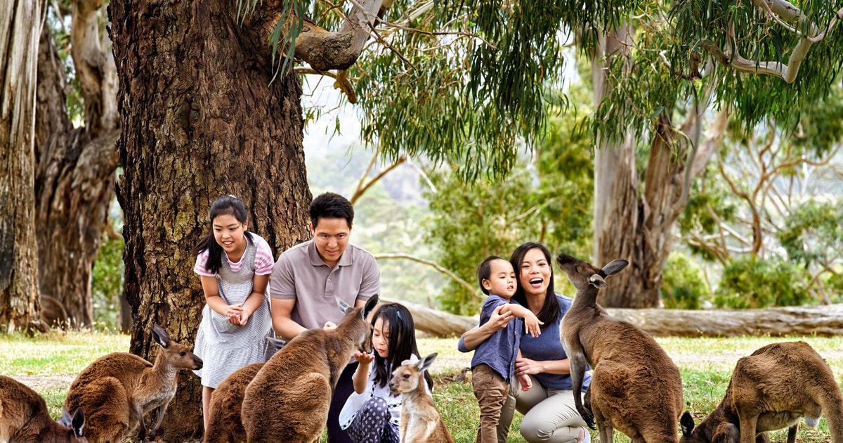 Melbourne Highlights & Aussie Wildlife Express Tour | GetYourGuide