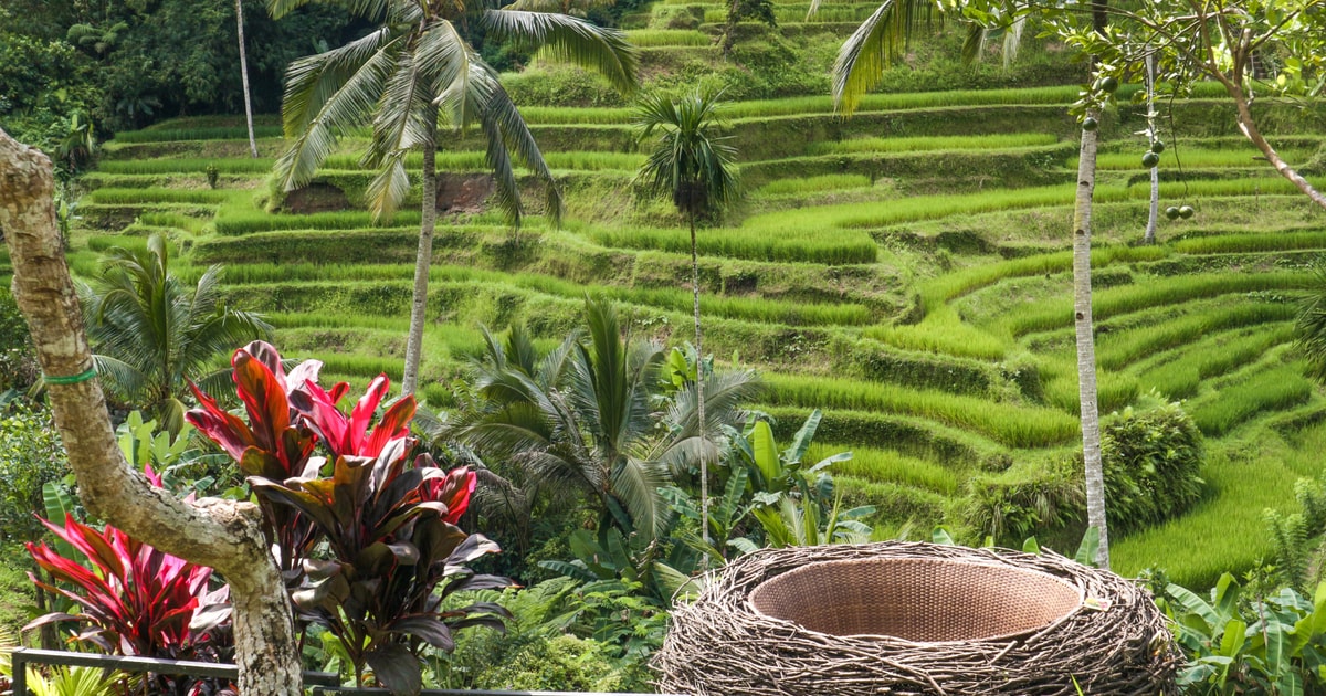 Ubud fun: waterfalls, Temple, monkey forests, Bali Swing | GetYourGuide