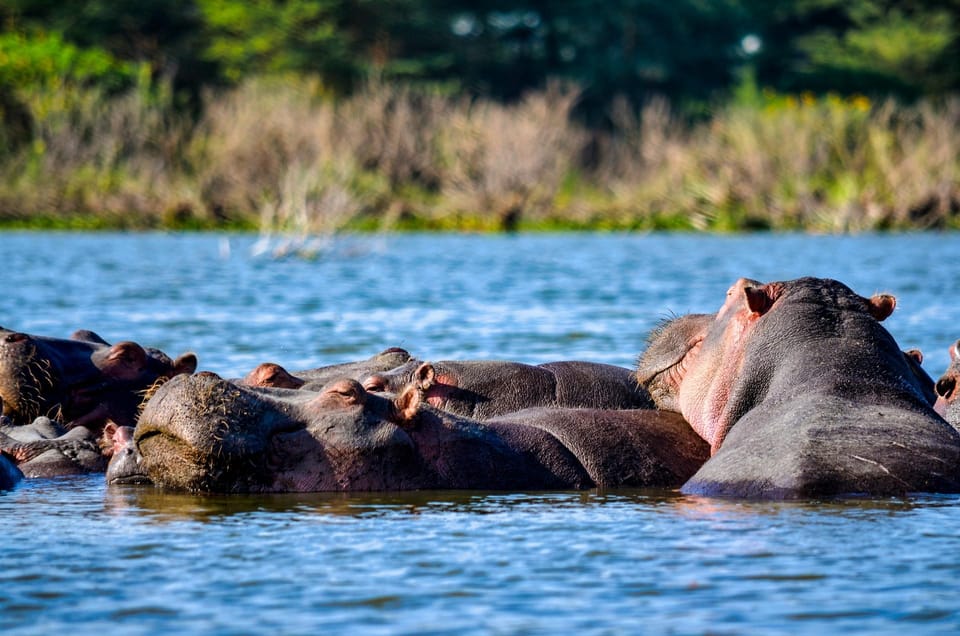Safari guiado de día completo por el Parque Nacional del Lago Nakuru ...