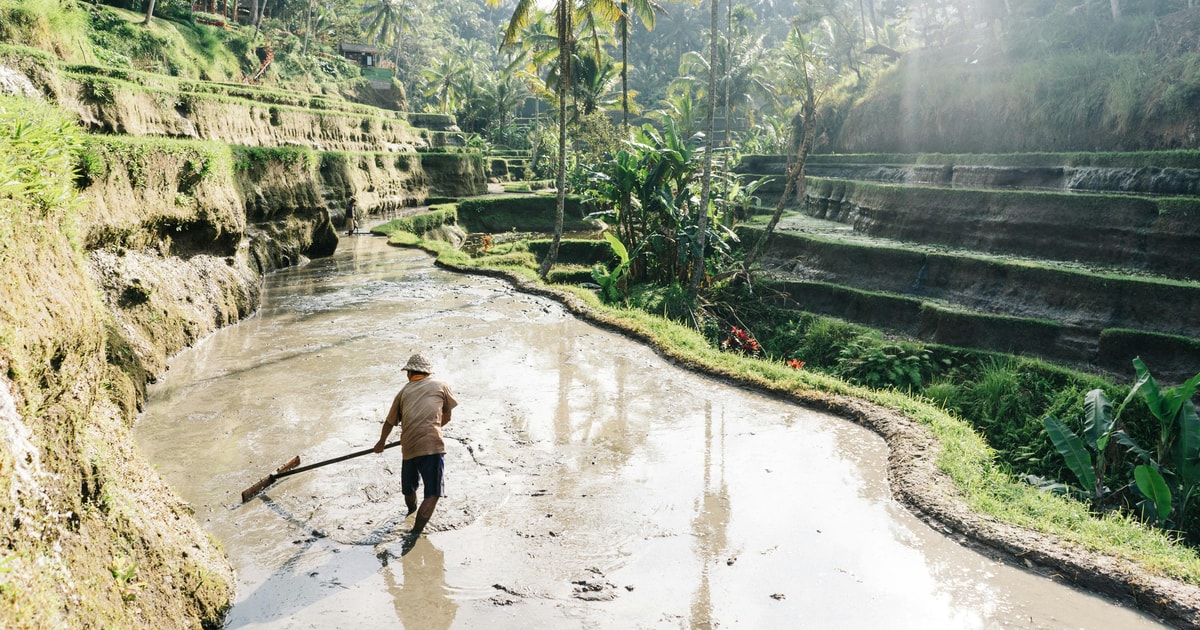 Nádherný den v Ubudu | GetYourGuide