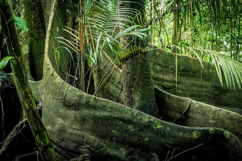 From Iquitos ||3-day tour Pacaya Samiria National Reserve || | GetYourGuide