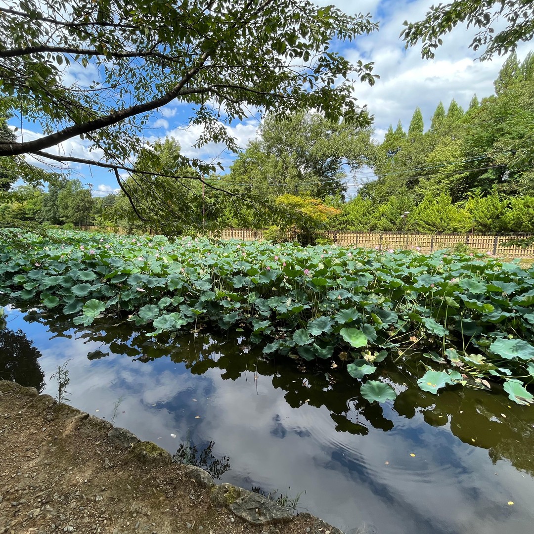 Osaka/Kyoto: Todaiji, Nara Deer, Wakakusayama & Arashiyama | GetYourGuide