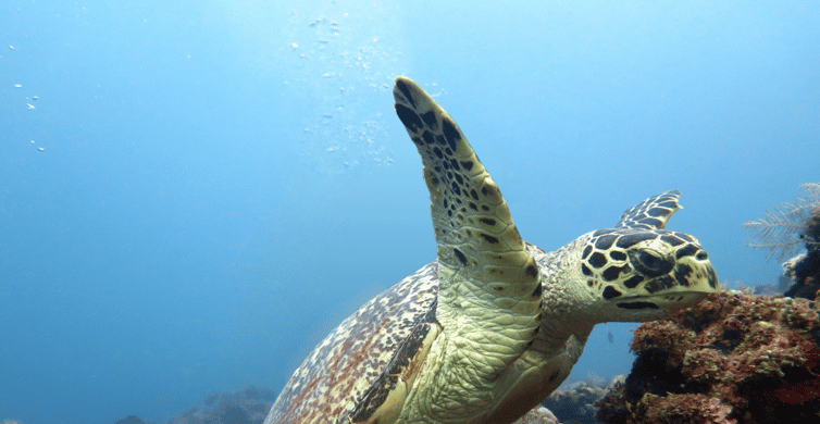 Bali Turtle Island Tour (Beach Tour) | GetYourGuide