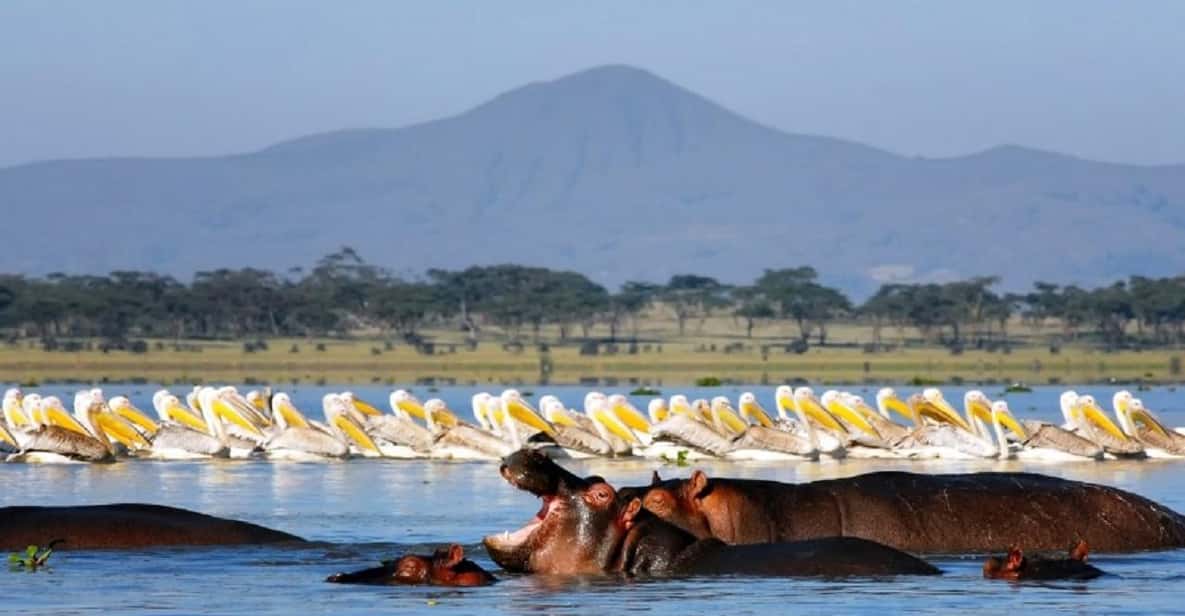 Excursion d'une journée au parc national du lac Nakuru | GetYourGuide