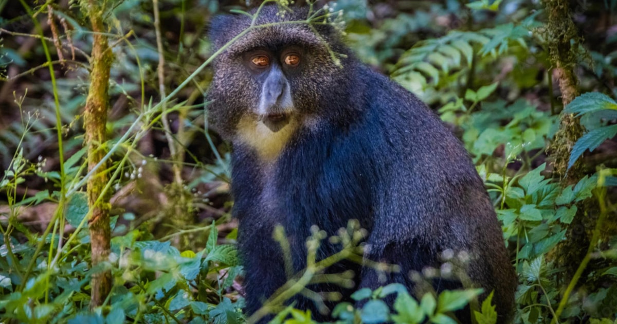 Kilimanjaro Day-hike gennem Marangu Gate | GetYourGuide