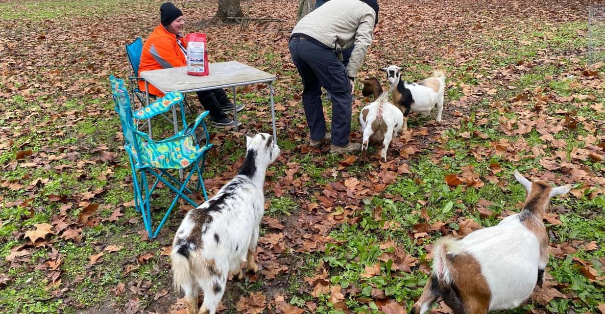 Houston: Adorable mini goats experience e | GetYourGuide