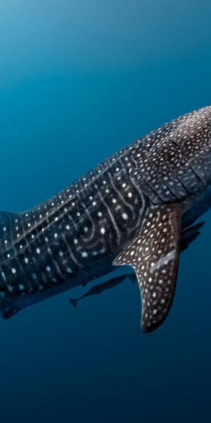 Cancun Whale Shark Experience with Snorkel & Transportation | GetYourGuide