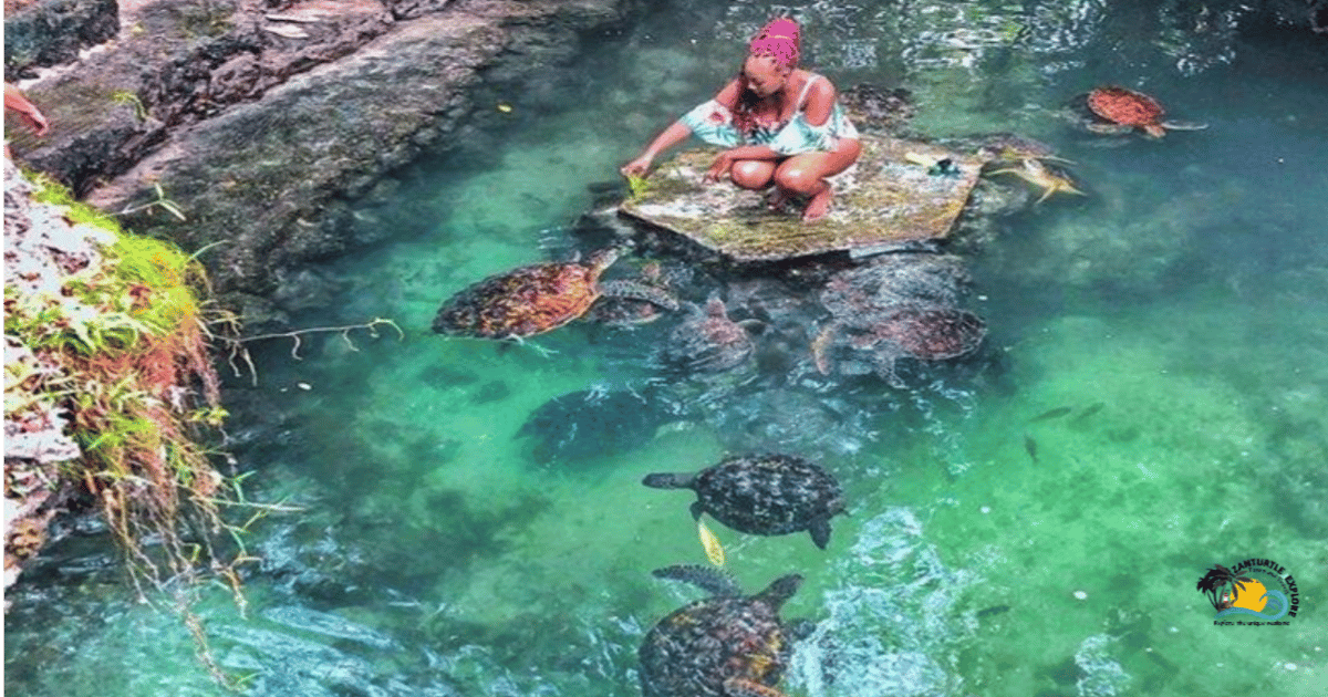 Zanzibar: Nungwi Cultural Village Tour and Swim Turtles | GetYourGuide