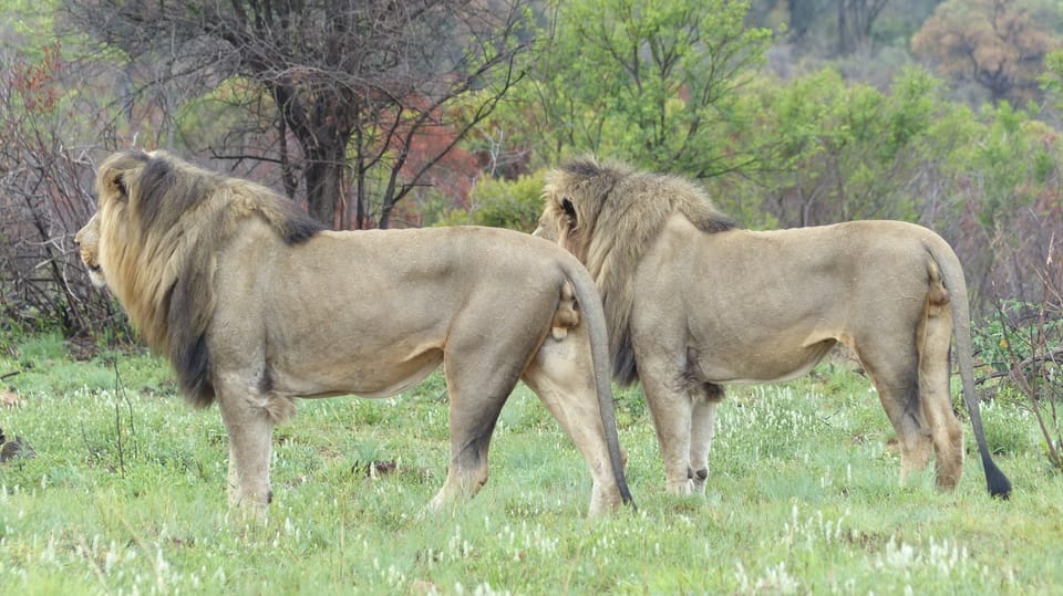 Parque Nacional de Pilanesberg | GetYourGuide