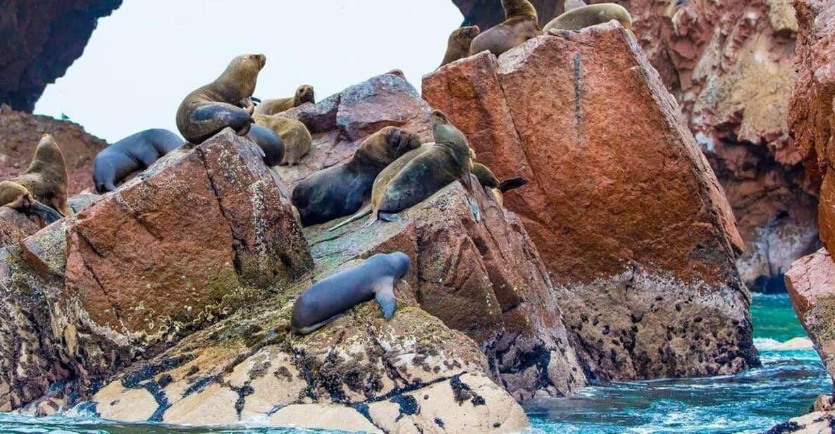 Paracas: Ilhas Ballestas e passeio de barco Candelabro | GetYourGuide
