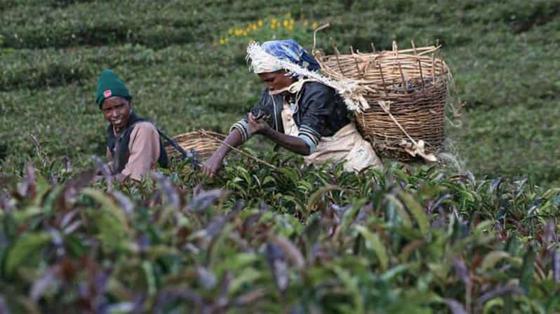 Nairobi: Purple tea farm. | GetYourGuide