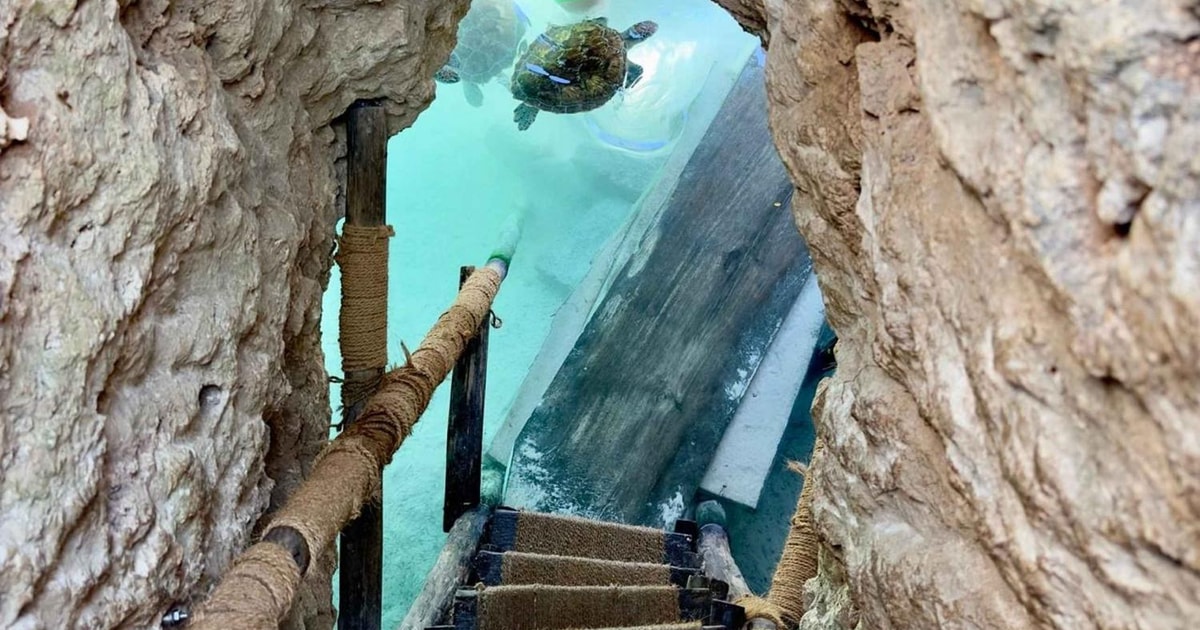 Zanzibar: Salam Cave, Jozani Forest Tour with Lunch | GetYourGuide