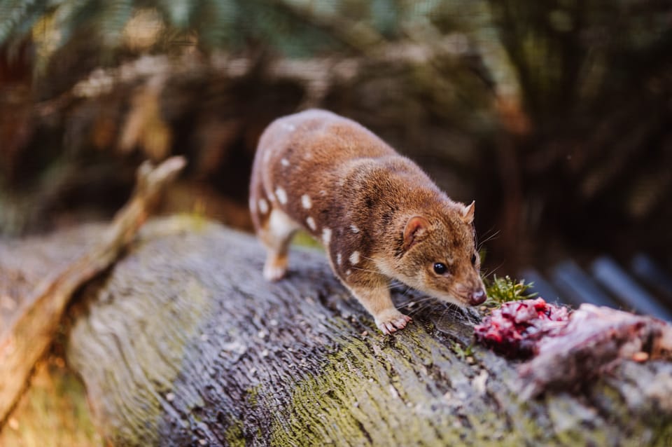 Cradle Mountain: After Dark Tasmanian Devil Feeding Tour | GetYourGuide