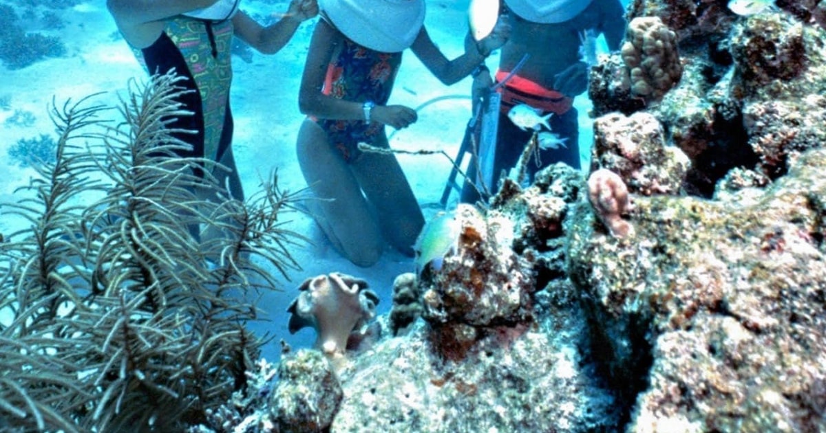 Hoi An: Excursión de un día a las Islas Cu Lao Cham con snorkel ...