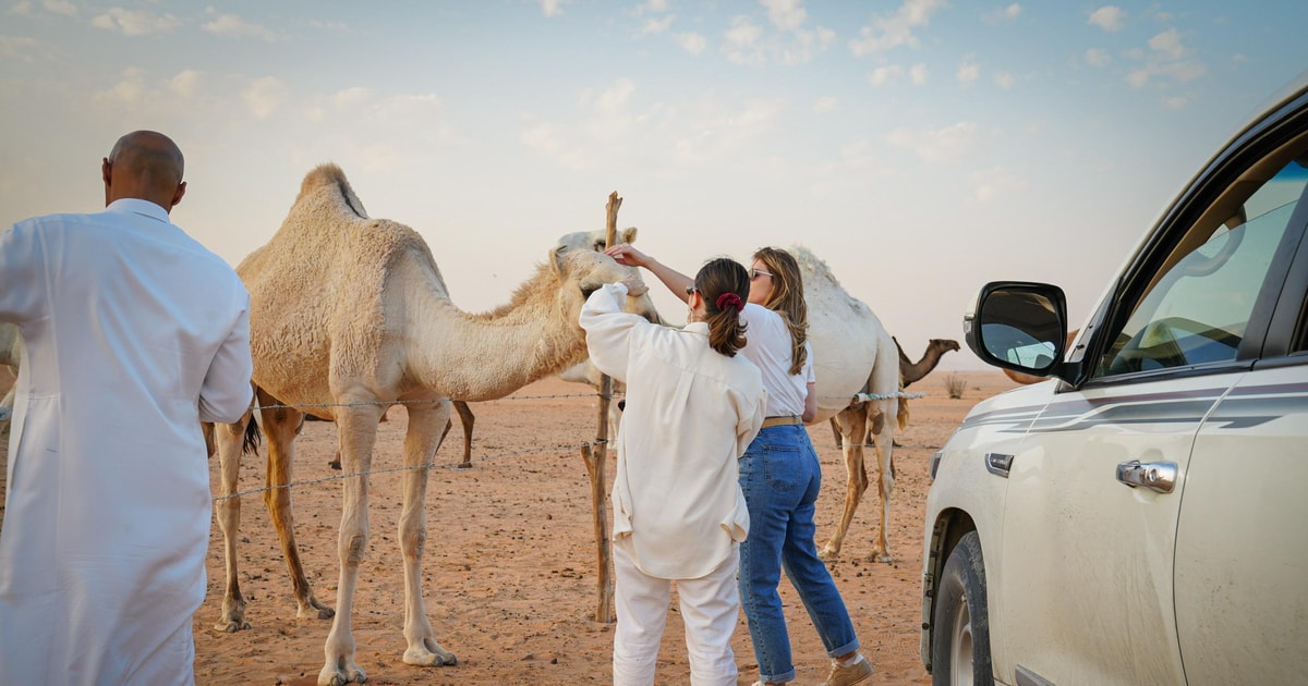 Riyadh: Camel Farm Visit in Heart Of The Desert | GetYourGuide