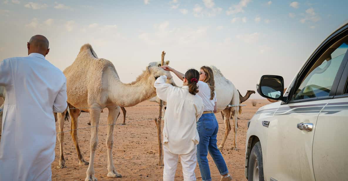Riyadh: Camel Farm Visit in Heart Of The Desert | GetYourGuide