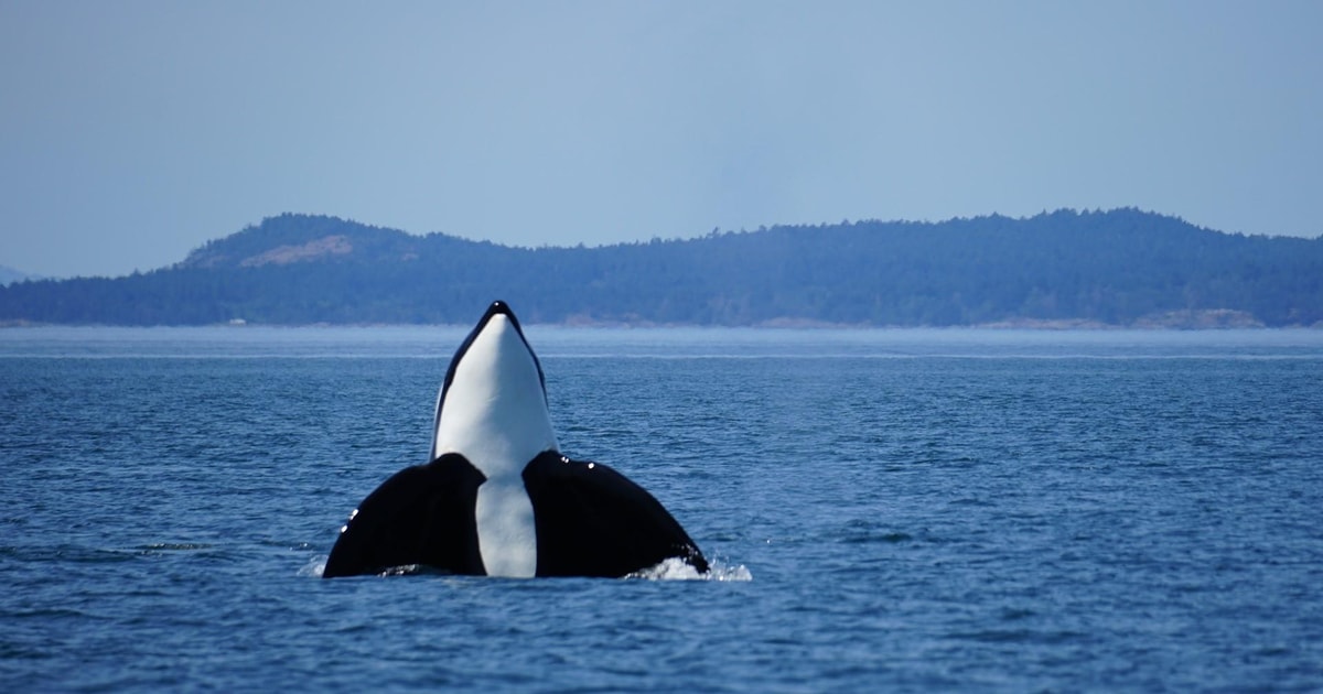 Anacortes: Orca Whales Guaranteed Boat Tour near Seattle | GetYourGuide