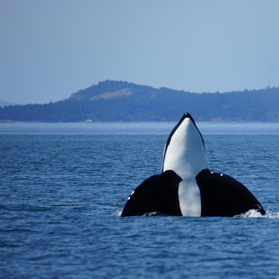 Orcas Island: Orca Whales guaranteed boat tour | GetYourGuide