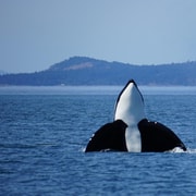 Orca Whales guaranteed boat tour near Seattle | GetYourGuide