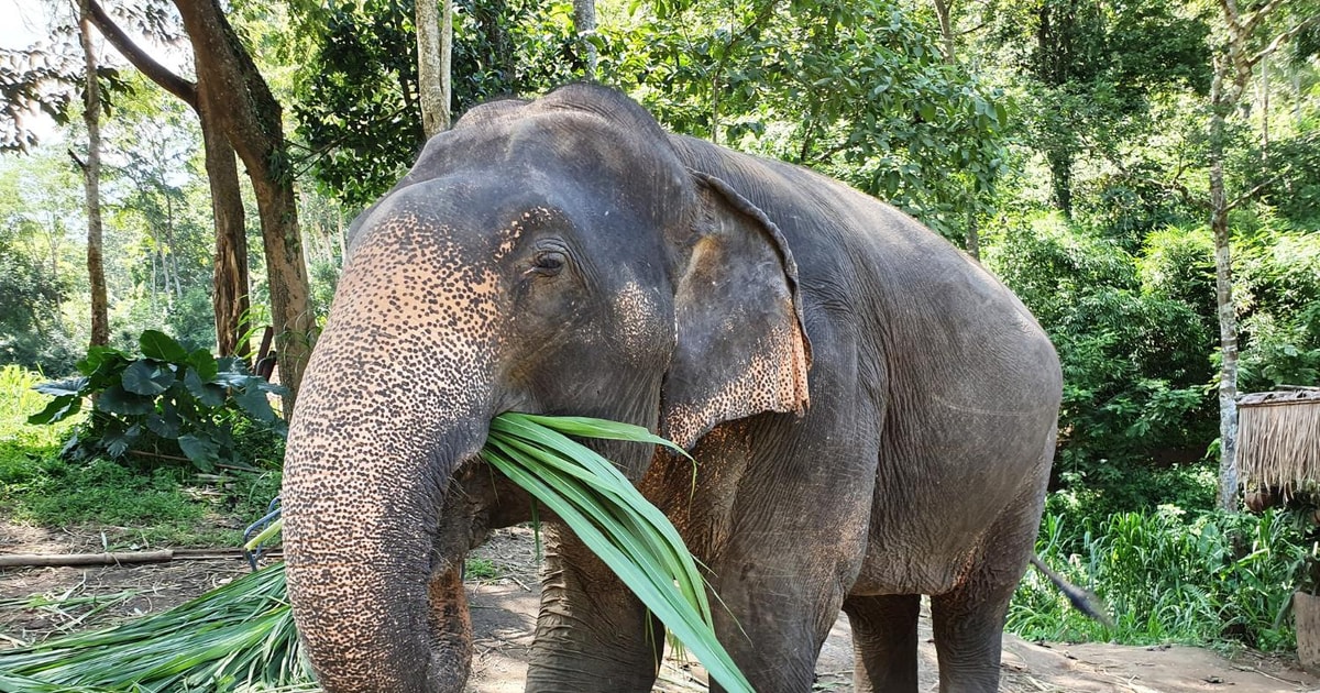 Elephant Haven ; The David Sheldrick Wildlife Trust (Le refuge des ...