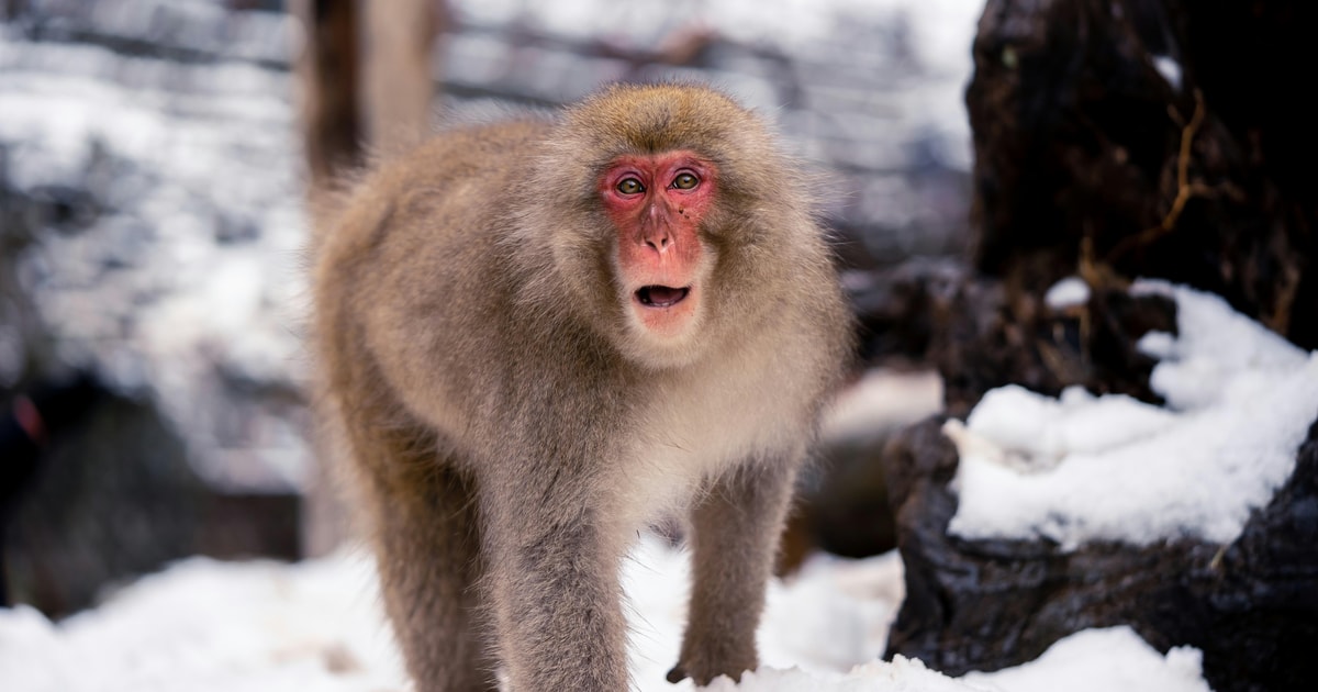 Nagano: Snow Monkey Park Full-Day Guided Private Tour | GetYourGuide