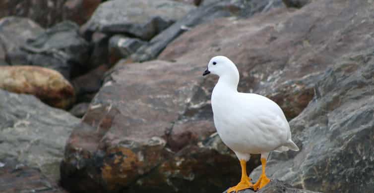 Ushuaia: Beagle Channel Catamaran Tour | GetYourGuide