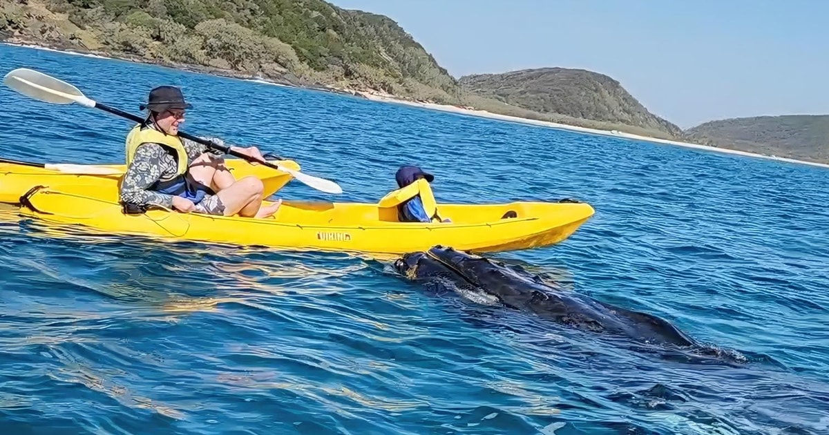 Whale Watching Ocean Kayak & Beach 4X4 Tour Noosa | GetYourGuide