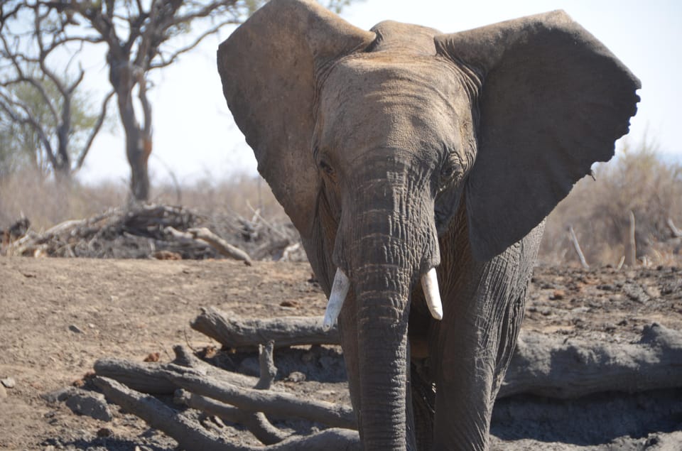 Safari matinal por el Kruger desde el Parque Marloth y Komatipoort ...