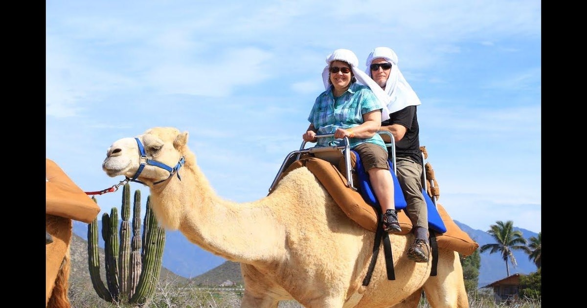 Agadir: Camel Ride Adventure with Flamingo River & mint tea | GetYourGuide