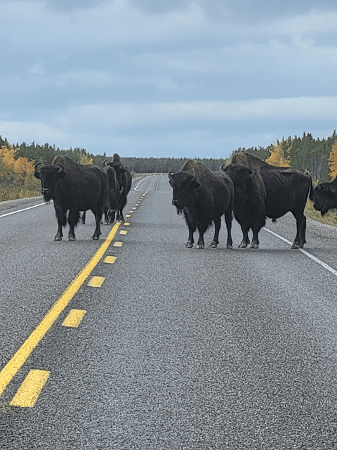 Yellowknife: Bison Highway Road Tour | GetYourGuide