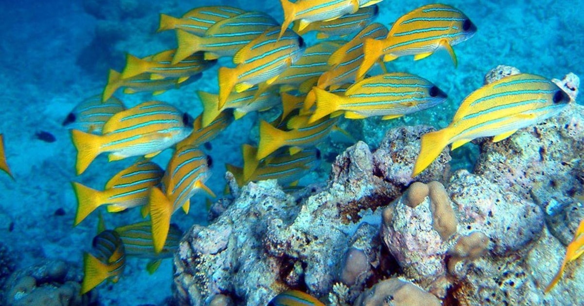 The Rock Restaurant, Prison Island, Horseback Riding Tour | GetYourGuide