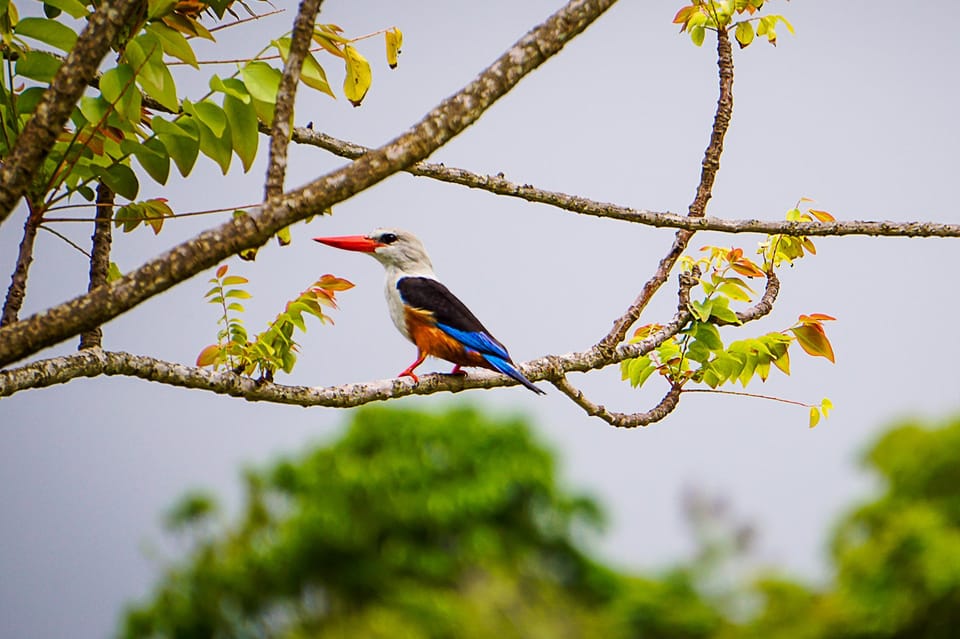 From Port of Praia: Island Tour for Cruise Ship passengers | GetYourGuide