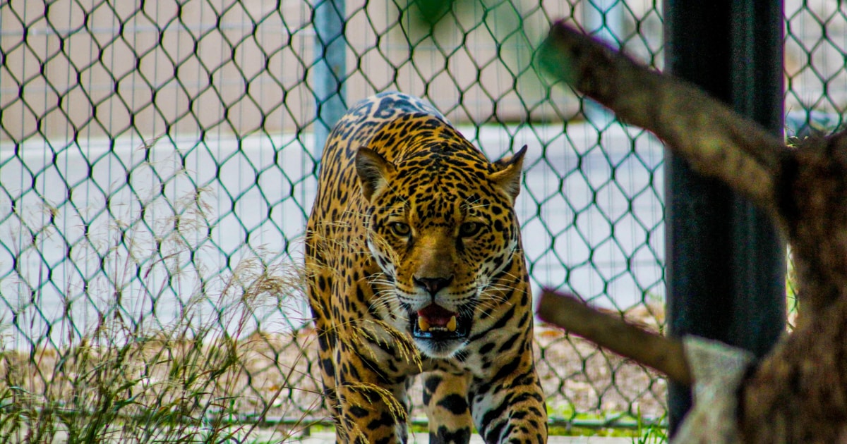 Iquitos: City Tour with Canoe Ride and Quistococha Zoo | GetYourGuide