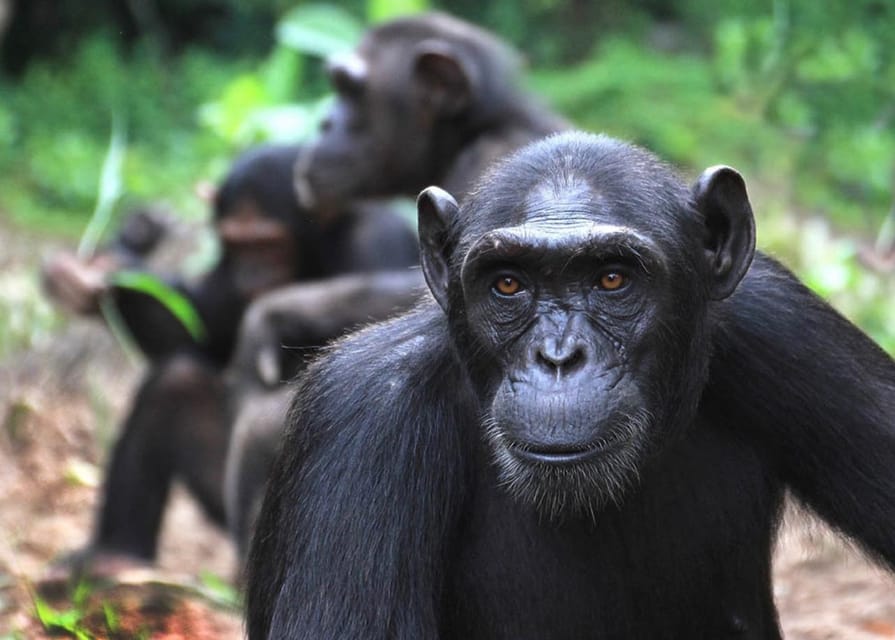 Chimpanzees Trip : wildlife in Conkouati Douli National park | GetYourGuide
