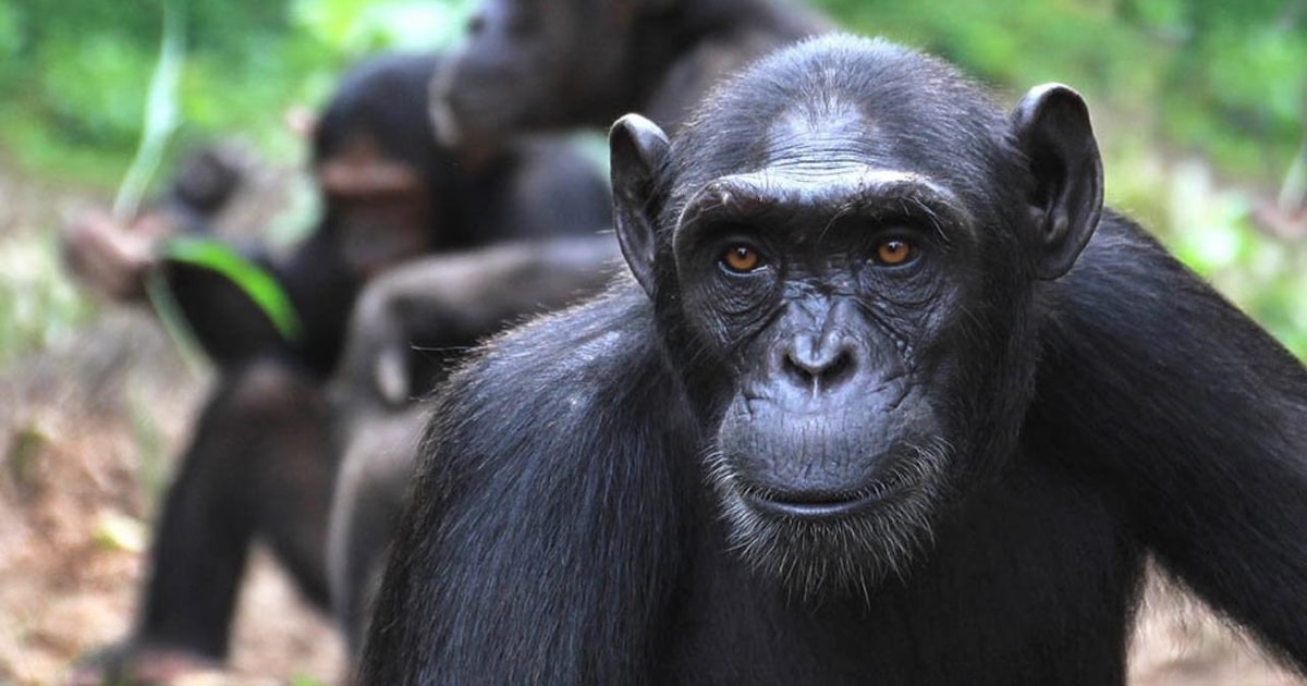 Chimpanzees Trip : wildlife in Conkouati Douli National park | GetYourGuide